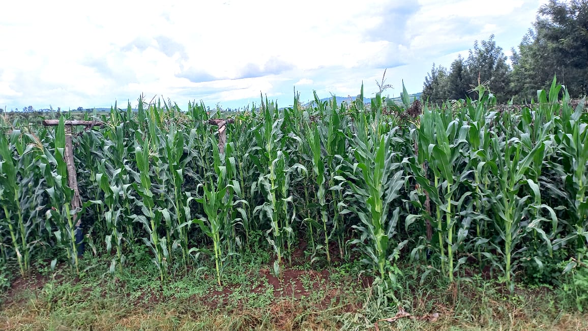 ELIM PLUS FARM LTD - Ecofriendly Farming Solutions